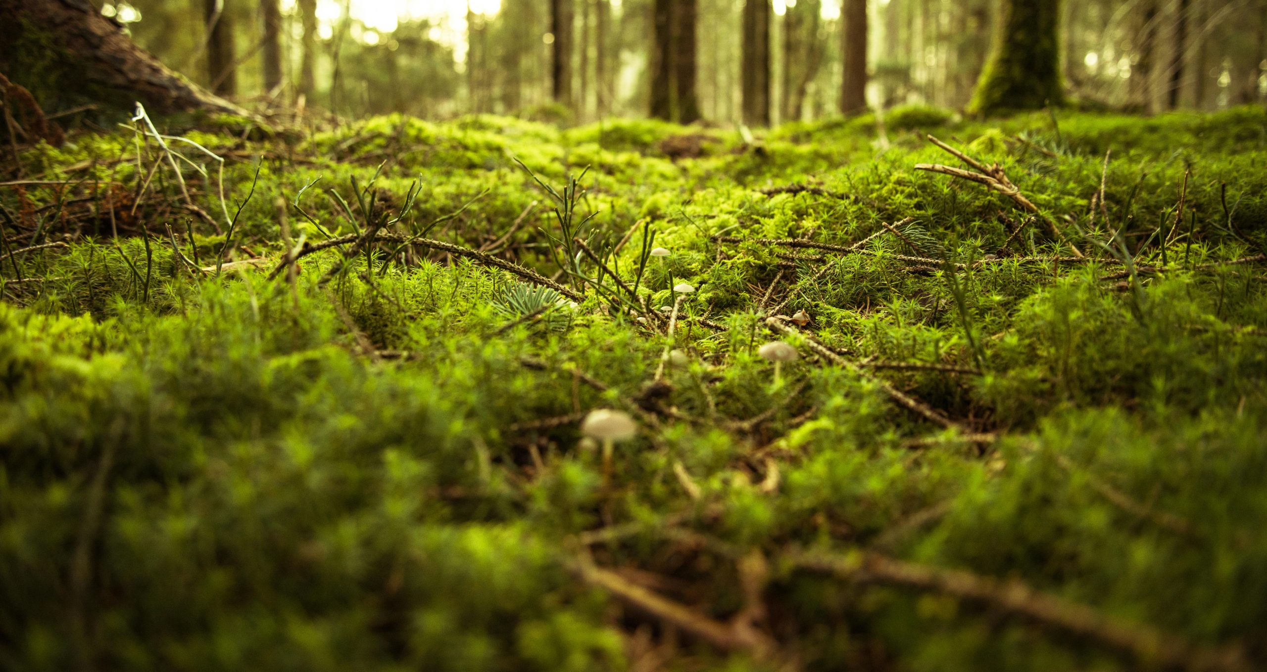 moss – Late Waning Pottery